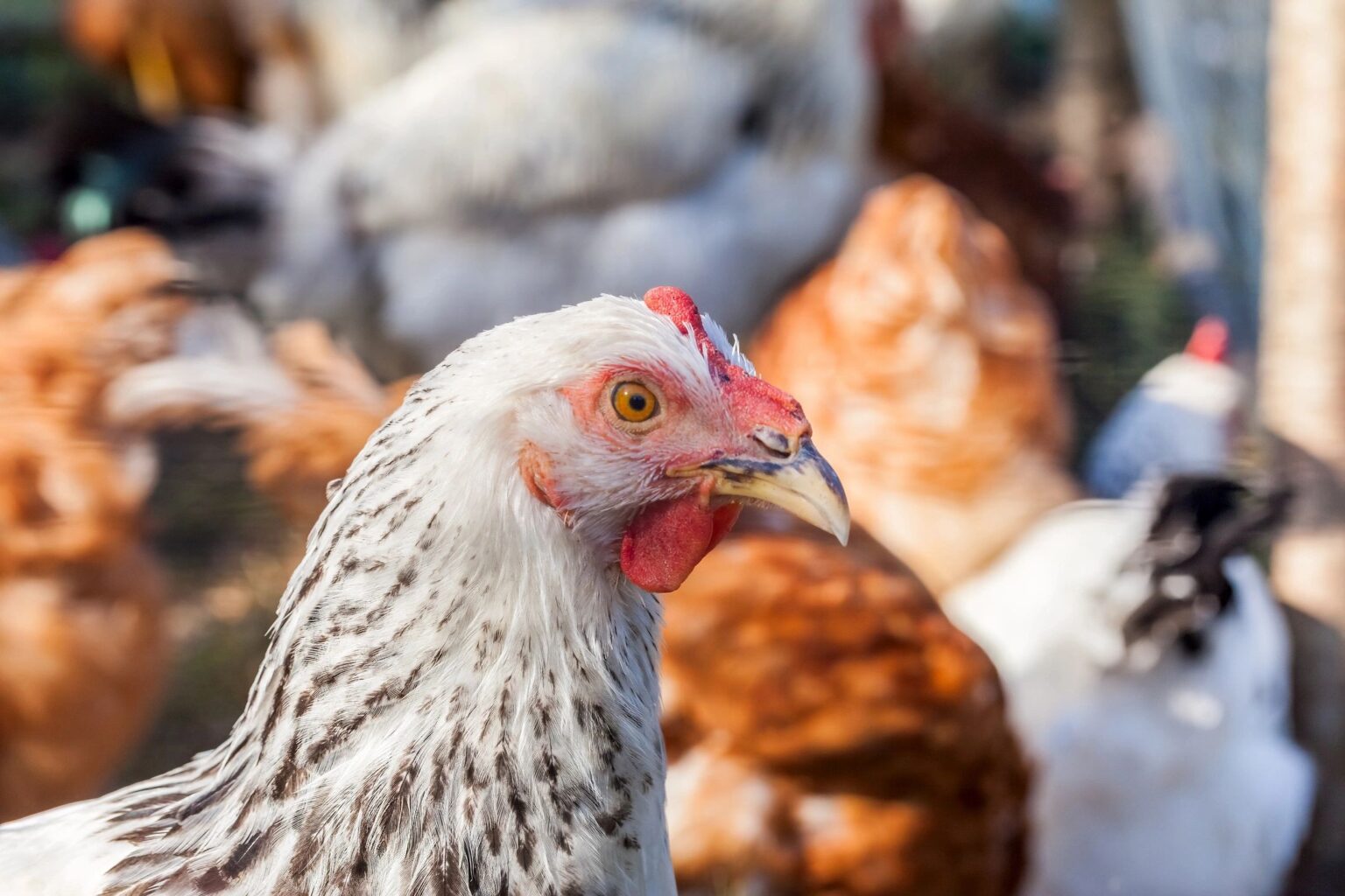 Chickens have no teeth - Jennifer Goble Ph.D